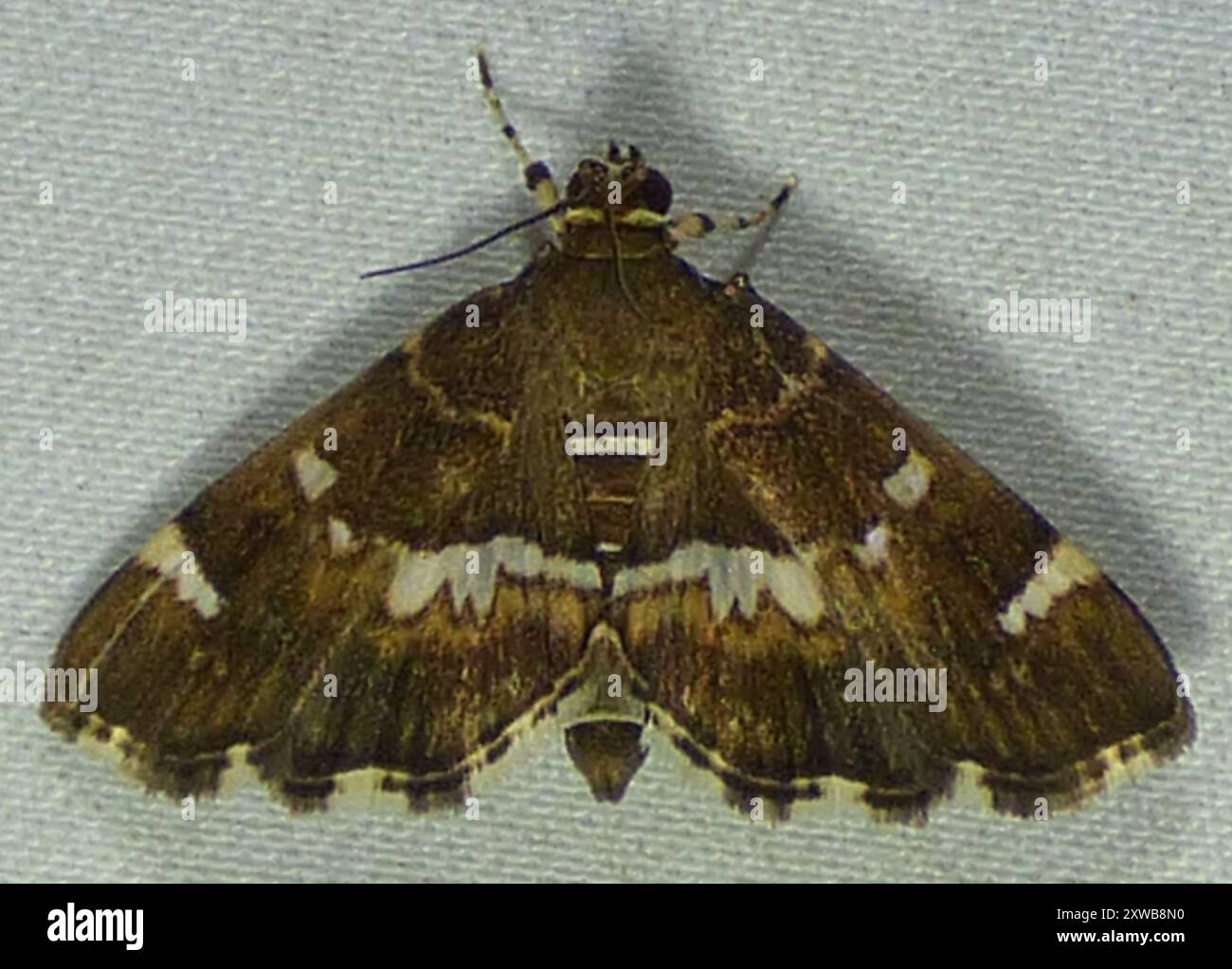 Spotted Beet Webworm Moth (Hymenia perspectalis) Insecta Stock Photo ...