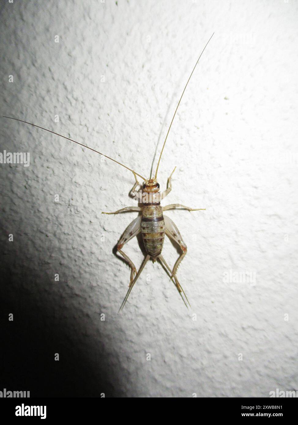 True Crickets (Gryllidae) Insecta Stock Photo - Alamy