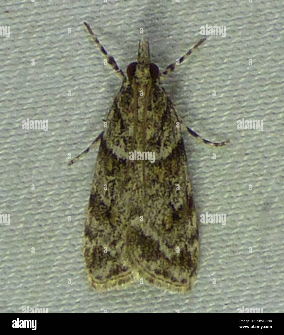 Double-striped Scoparia Moth (Scoparia biplagialis) Insecta Stock Photo ...