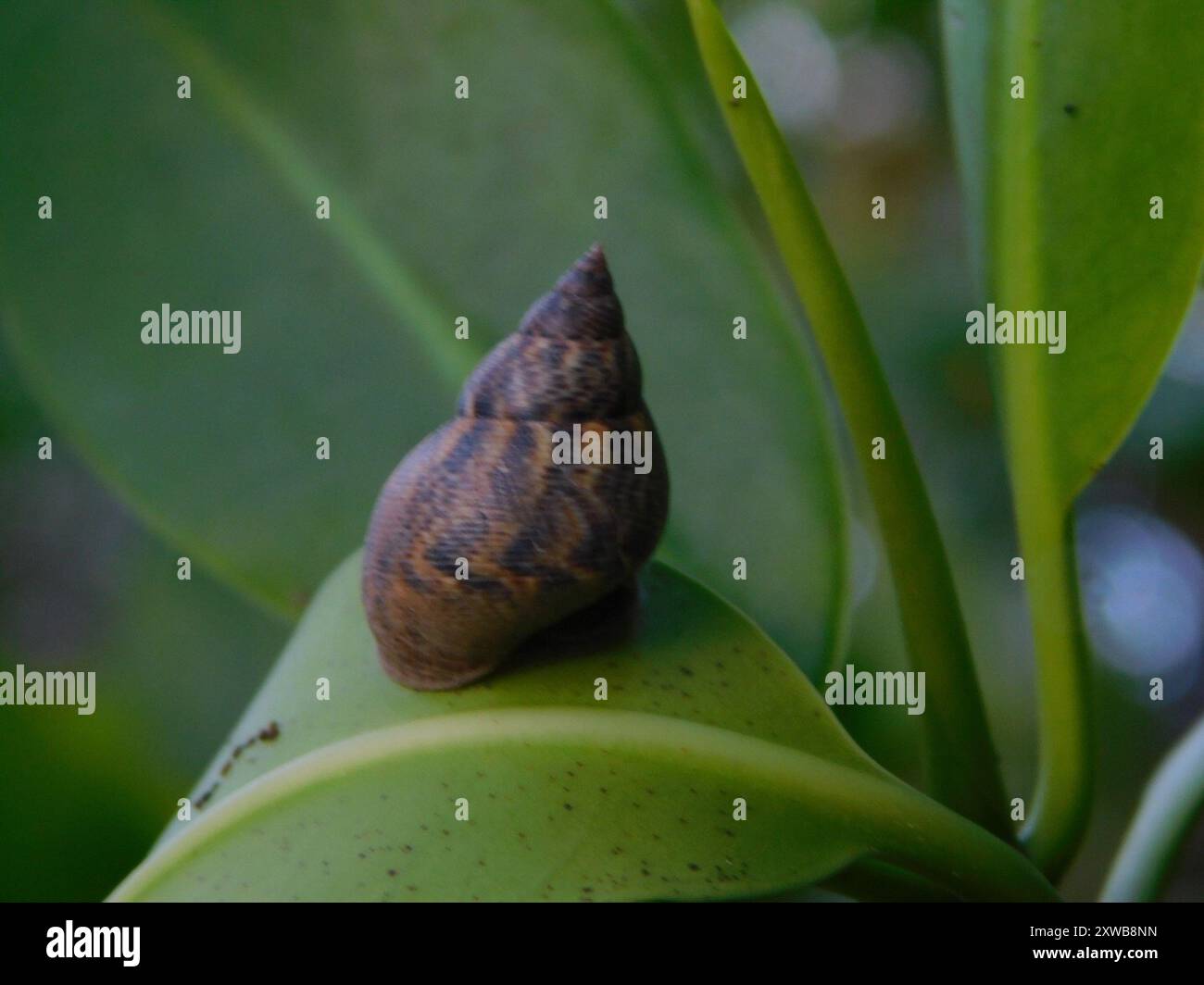 Mangrove Periwinkle (Littoraria angulifera) Mollusca Stock Photo - Alamy