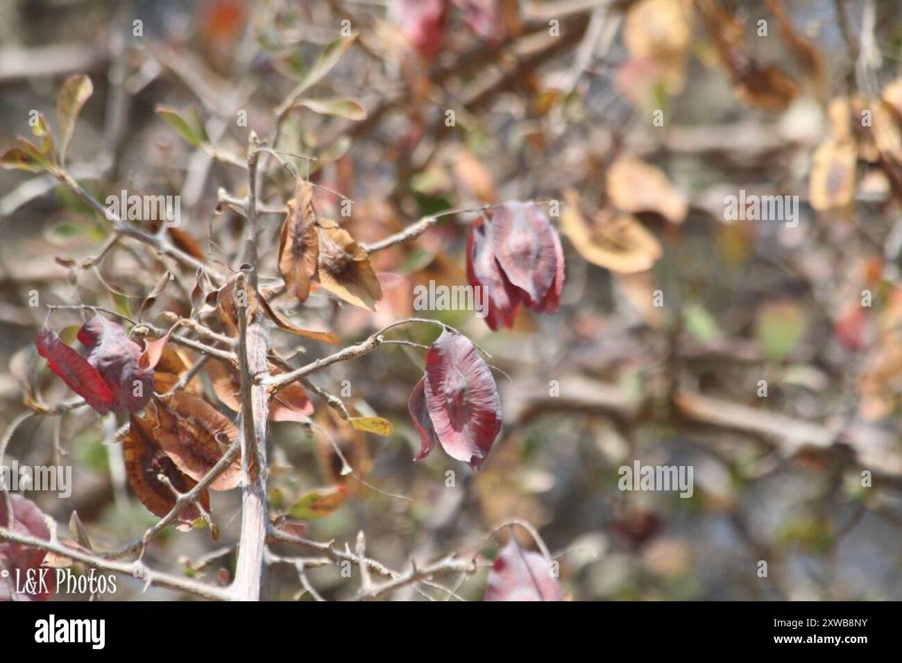 Purplepod clusterleaf (Terminalia prunioides) Plantae Stock Photo - Alamy