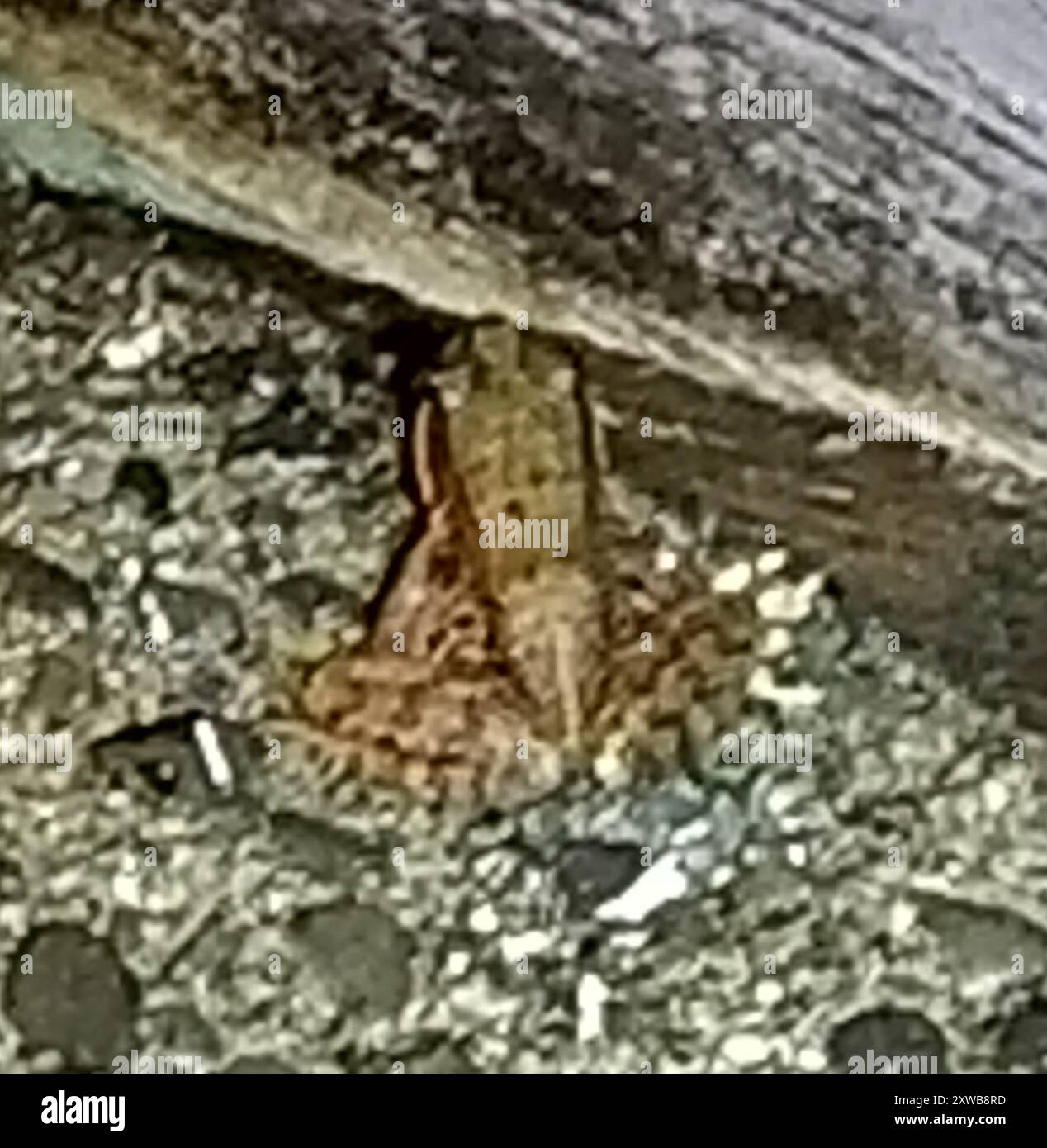 Northern Red-legged Frog (Rana aurora) Amphibia Stock Photo - Alamy