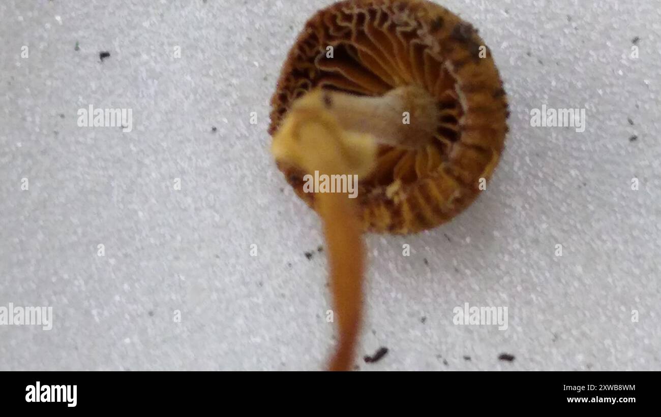 Common Conecap (Pholiotina rugosa) Fungi Stock Photo - Alamy