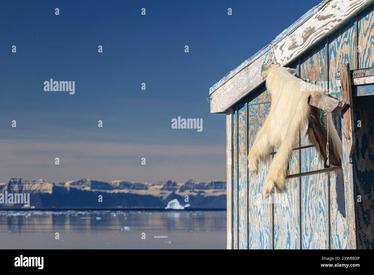 Fur of a polar bear at a greenlandic house, inuit settlement at a fjord ...