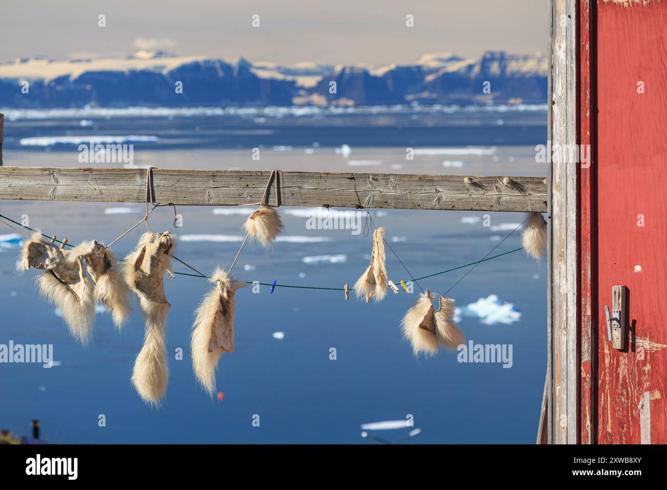 Fur of a polar bear at a greenlandic house, inuit settlement at a fjord ...