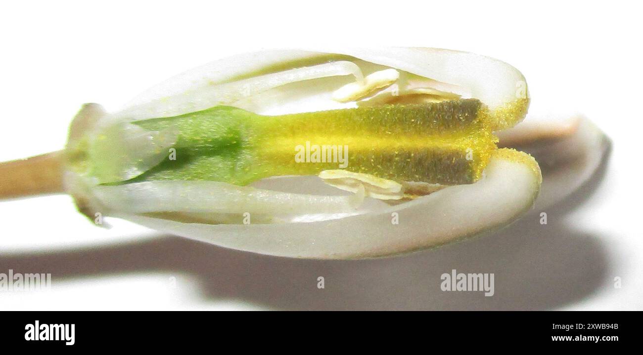 Thick Slime-lily (Albuca setosa) Plantae Stock Photo - Alamy