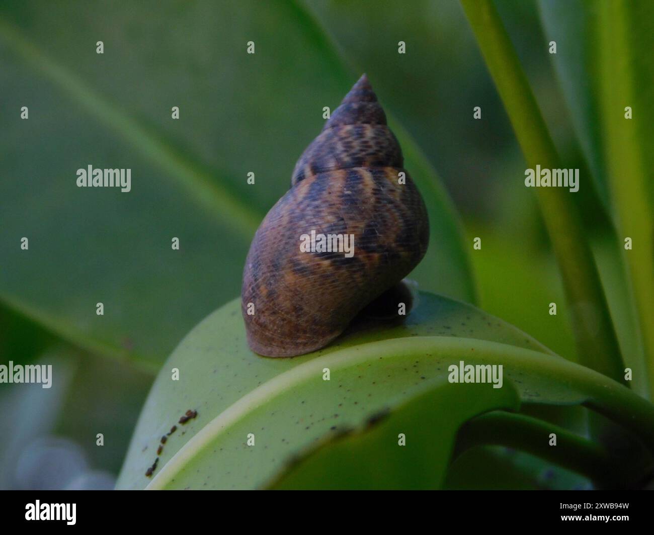 Mangrove Periwinkle (Littoraria angulifera) Mollusca Stock Photo - Alamy