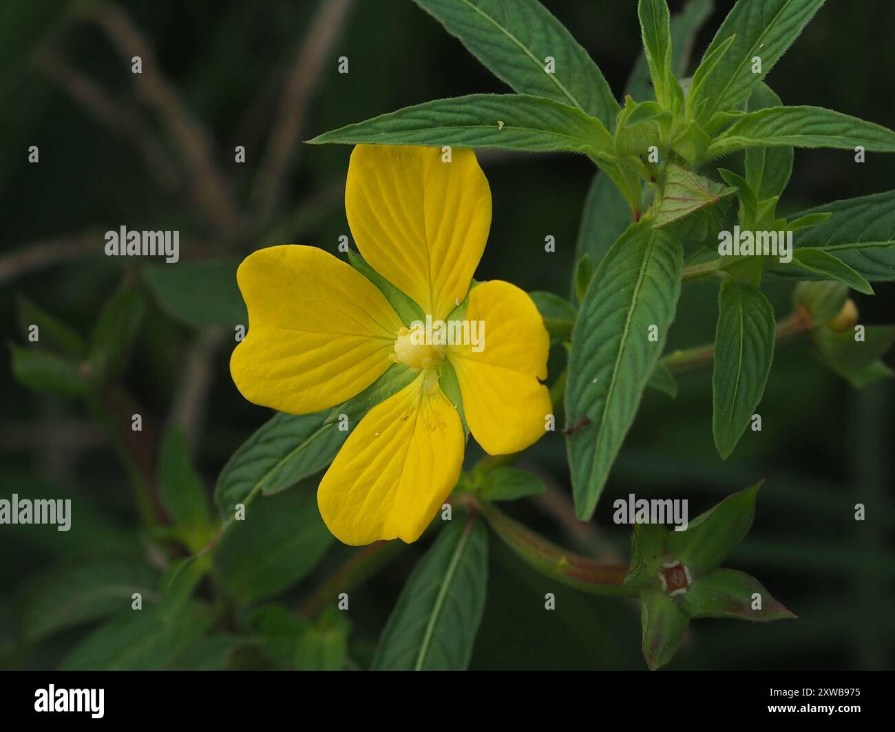 Mexican Primrose-willow (Ludwigia octovalvis) Plantae Stock Photo - Alamy