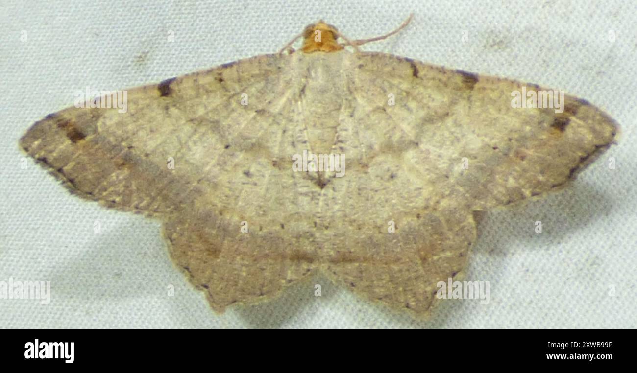 Red-headed Inchworm Moth (Macaria bisignata) Insecta Stock Photo - Alamy