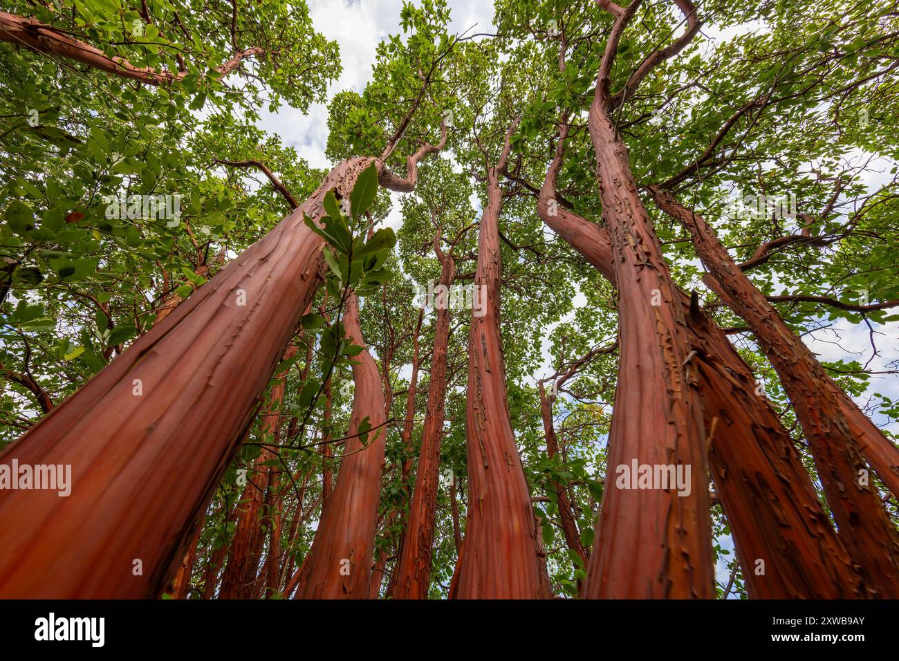 This tree, which has a red trunk and red fruit towards New Year's Eve ...