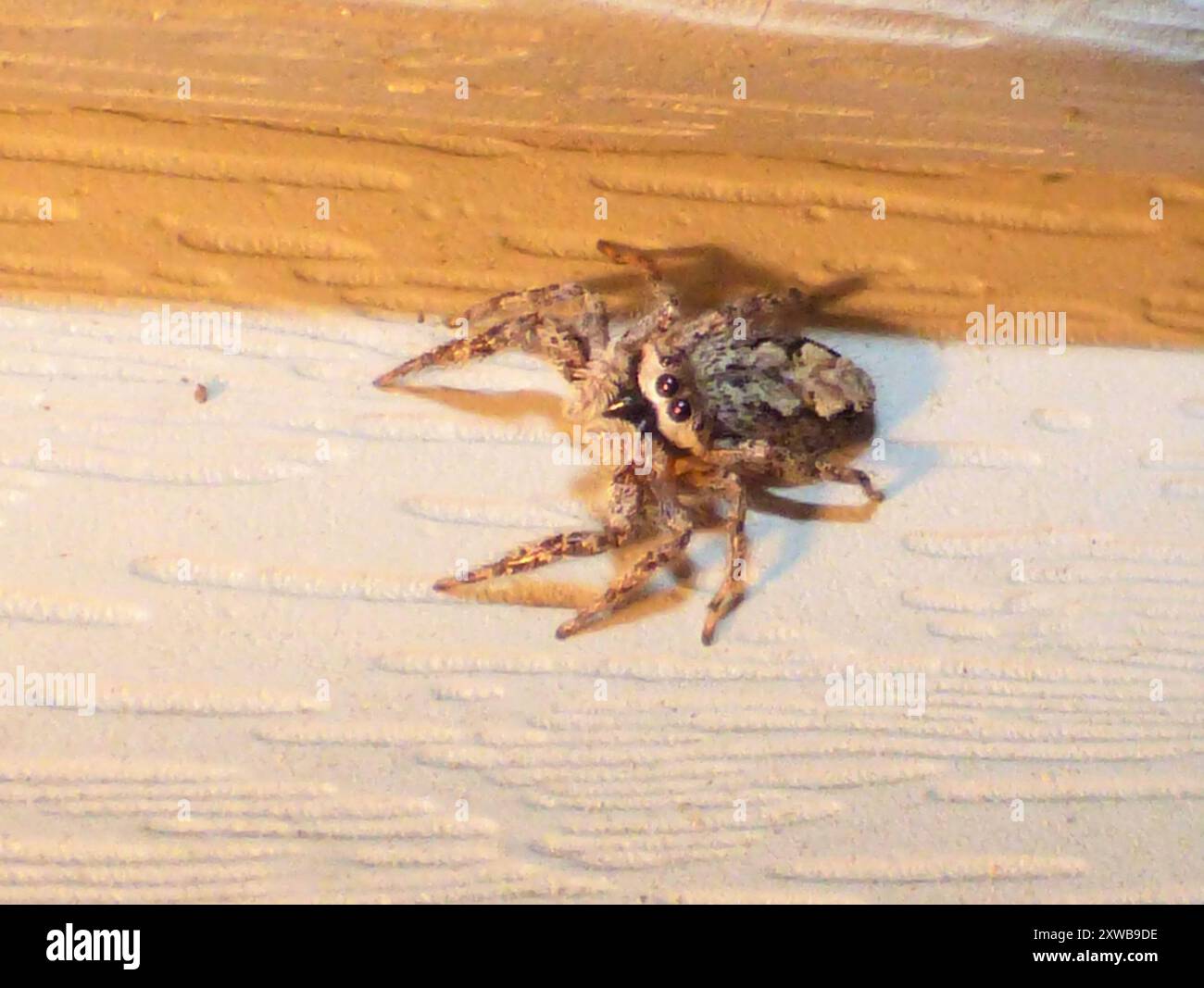 Tan Jumping Spider (Platycryptus undatus) Arachnida Stock Photo - Alamy