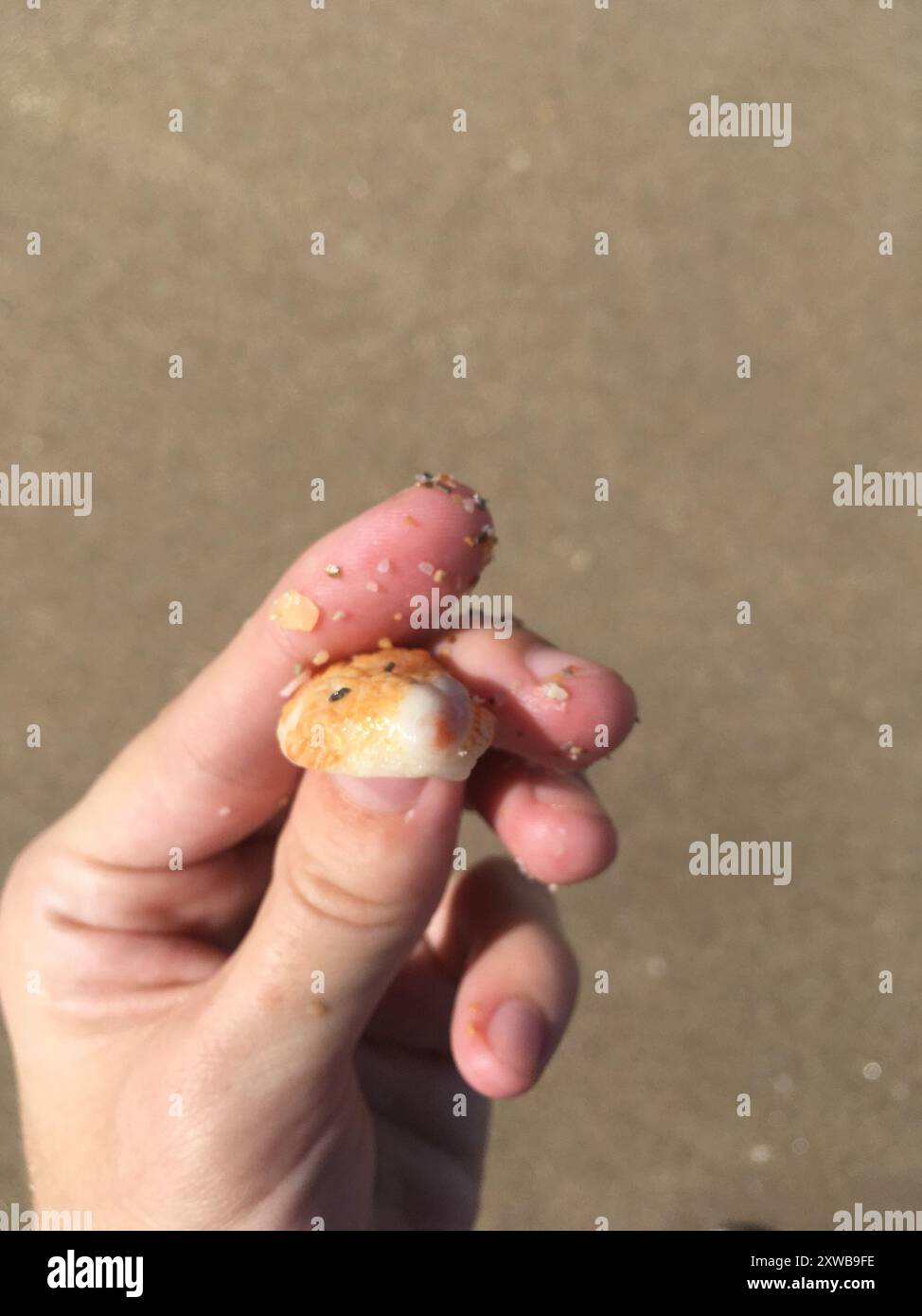 Jewel boxes (Chamidae) Mollusca Stock Photo - Alamy