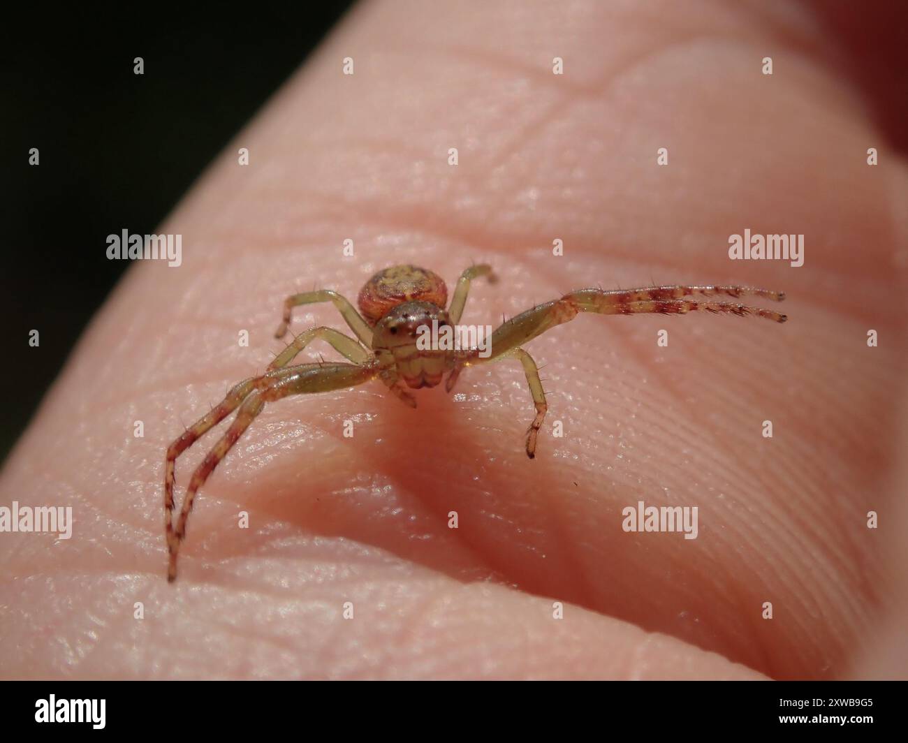 Flower Spiders (Diaea) Arachnida Stock Photo - Alamy