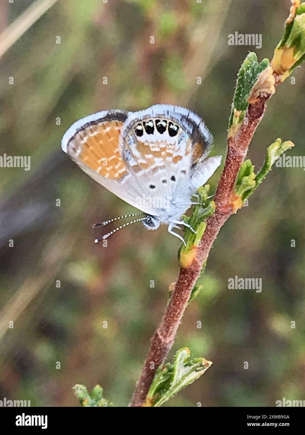 Western Pygmy-Blue (Brephidium exilis) Insecta Stock Photo - Alamy