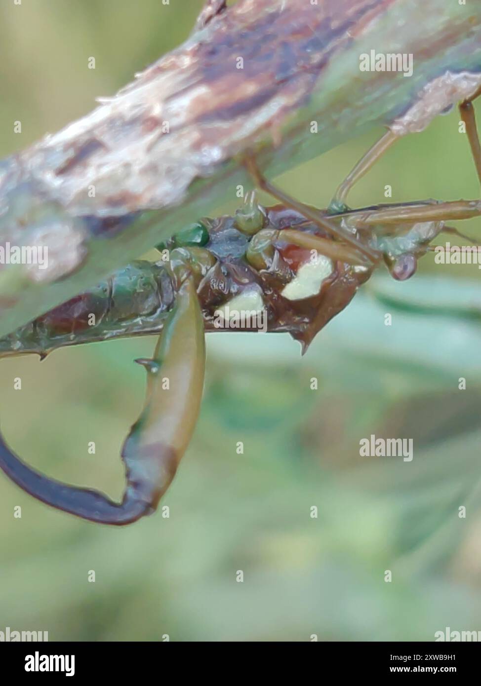 Texas Bow-legged Bug (Hyalymenus tarsatus) Insecta Stock Photo - Alamy