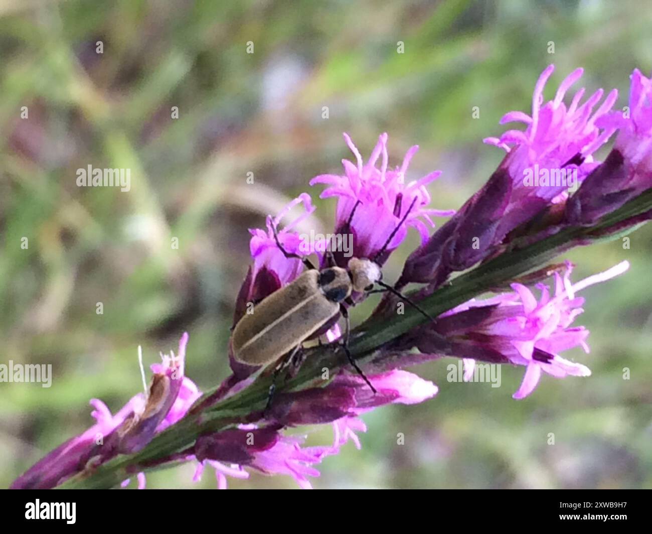 Heterodera hi-res stock photography and images - Alamy
