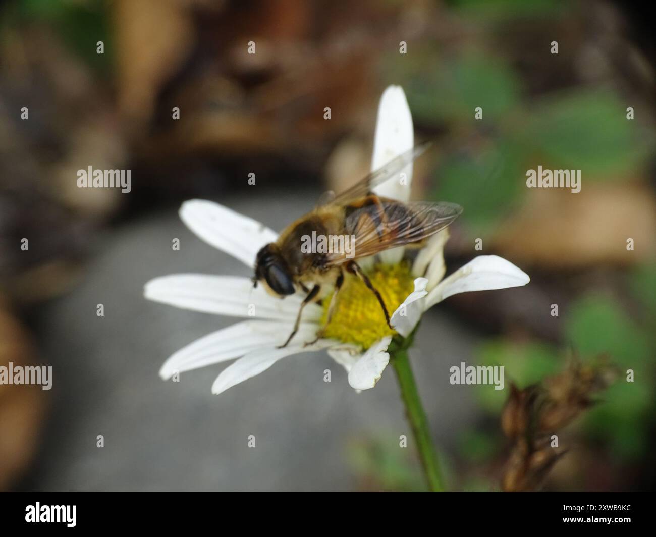 Common Drone Fly (Eristalis tenax) Insecta Stock Photo - Alamy