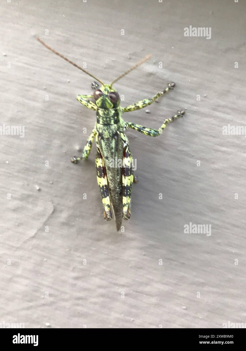Pine tree Spur-throat Grasshopper (Melanoplus punctulatus) Insecta ...