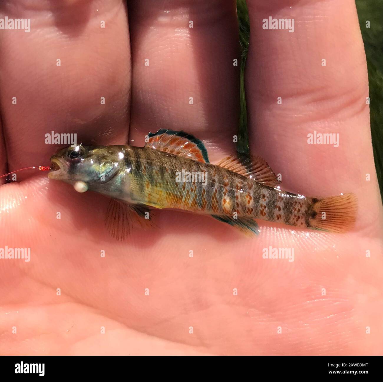 Greenthroat Darter (Etheostoma lepidum) Actinopterygii Stock Photo - Alamy