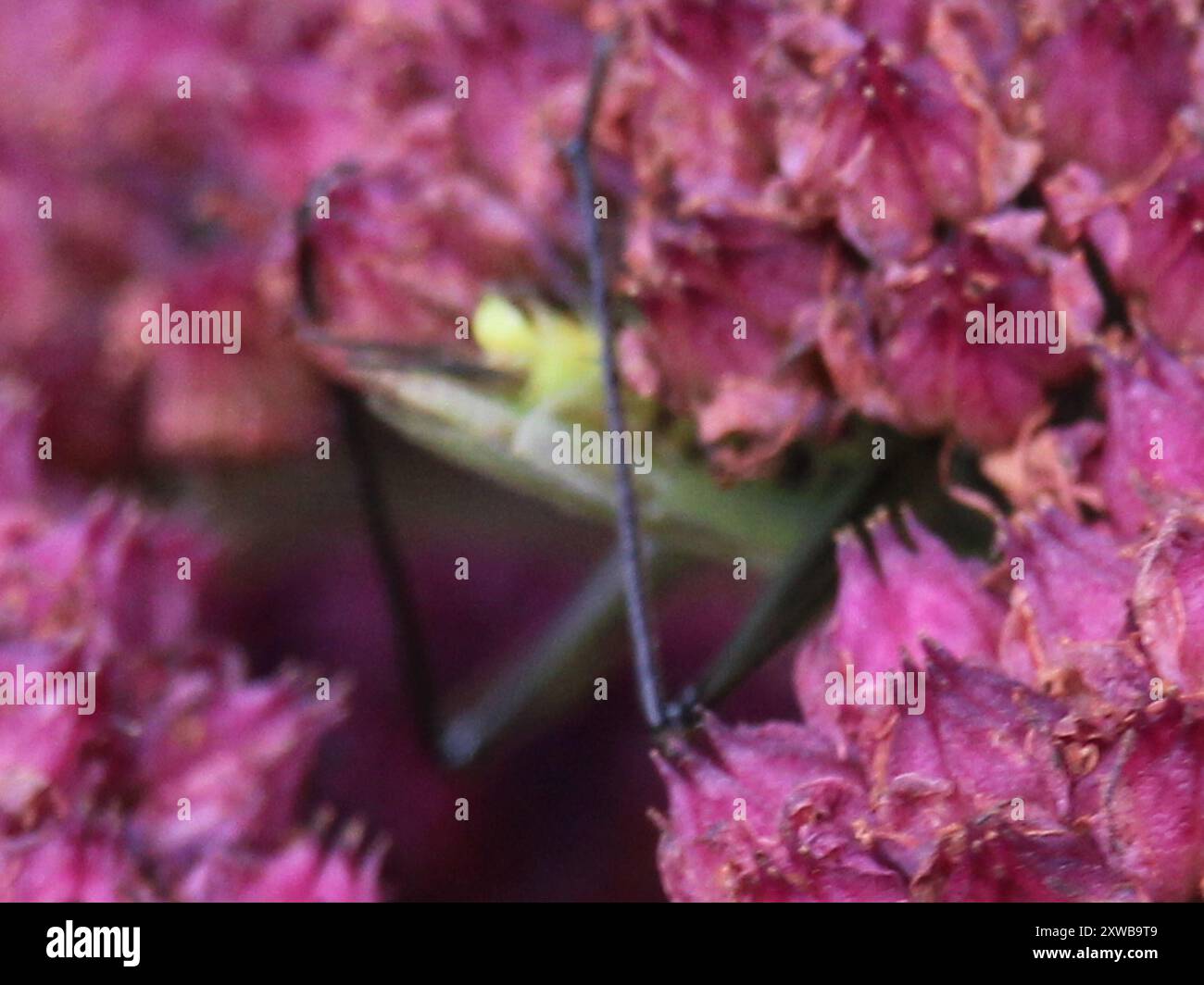 Black-horned Tree Cricket (Oecanthus nigricornis) Insecta Stock Photo ...