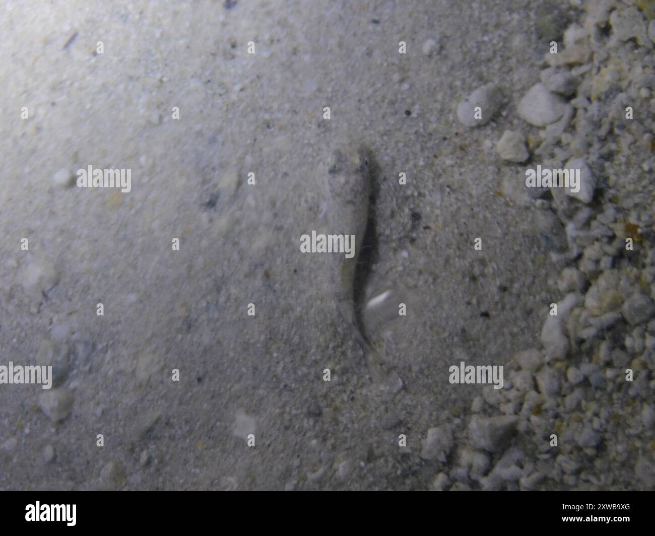 Sheepshead Minnow (Cyprinodon variegatus) Actinopterygii Stock Photo ...