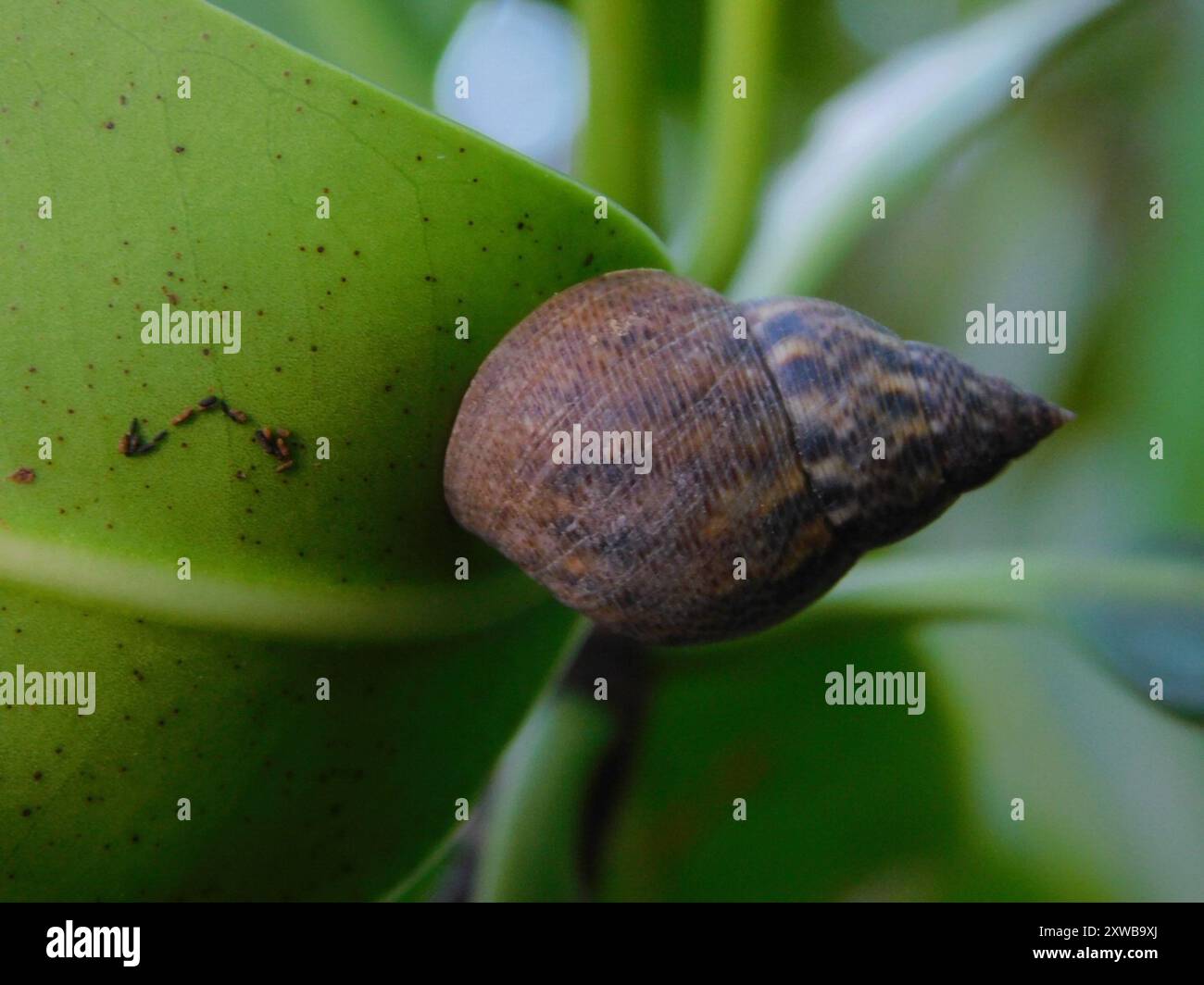 Mangrove Periwinkle (Littoraria angulifera) Mollusca Stock Photo - Alamy