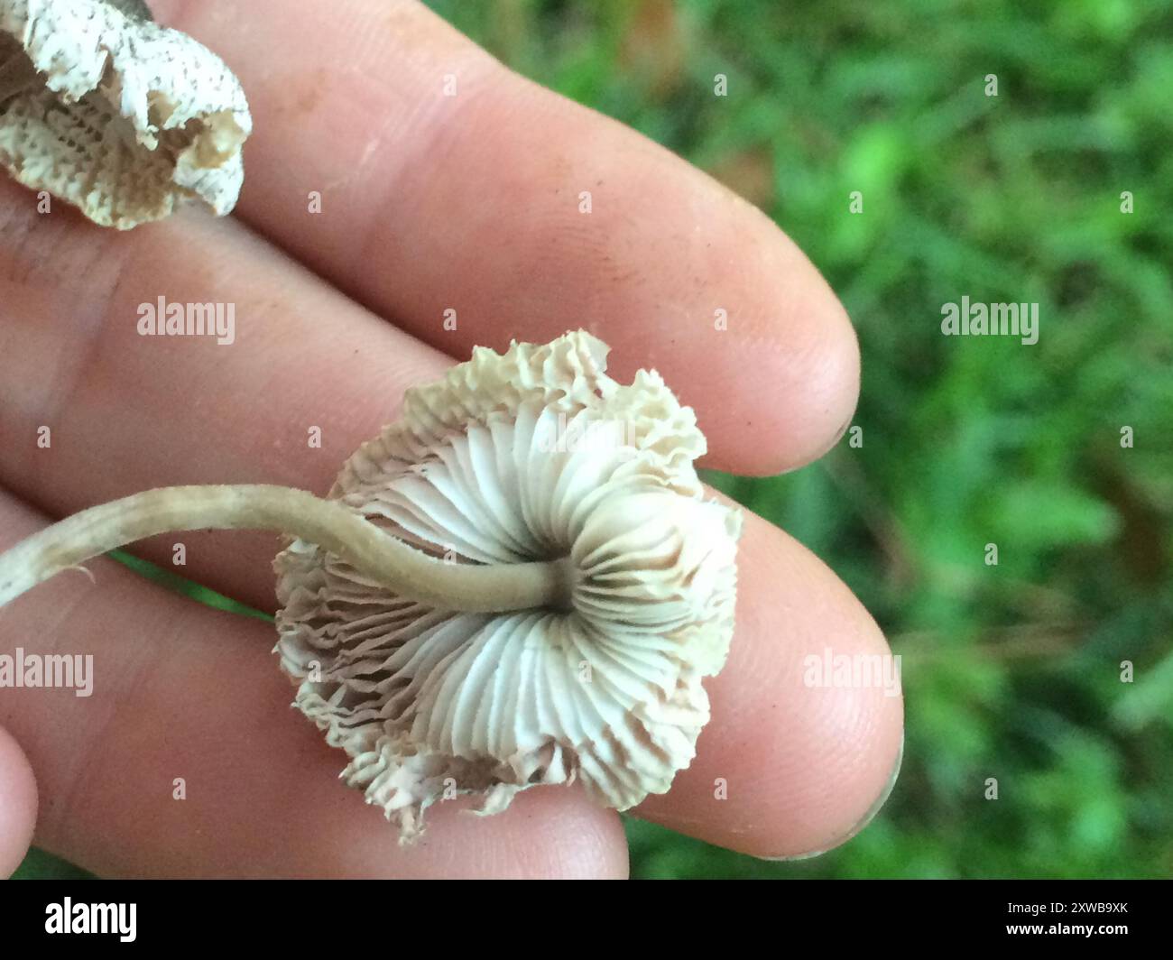 Dark Dapperling (Lepiota atrodisca) Fungi Stock Photo - Alamy