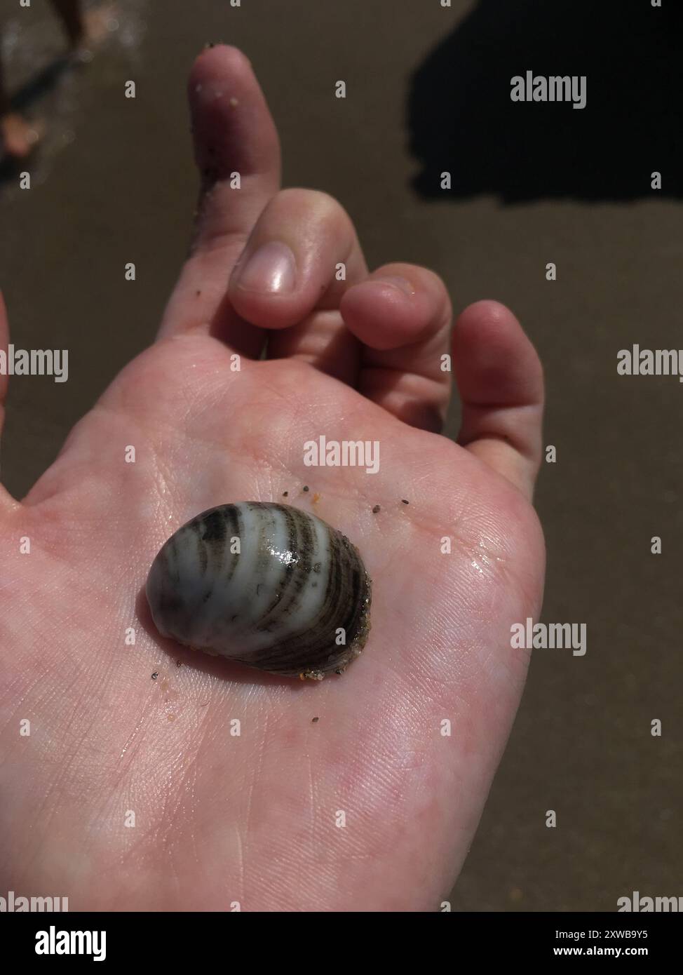 Common Atlantic Slippersnail (Crepidula fornicata) Mollusca Stock Photo ...