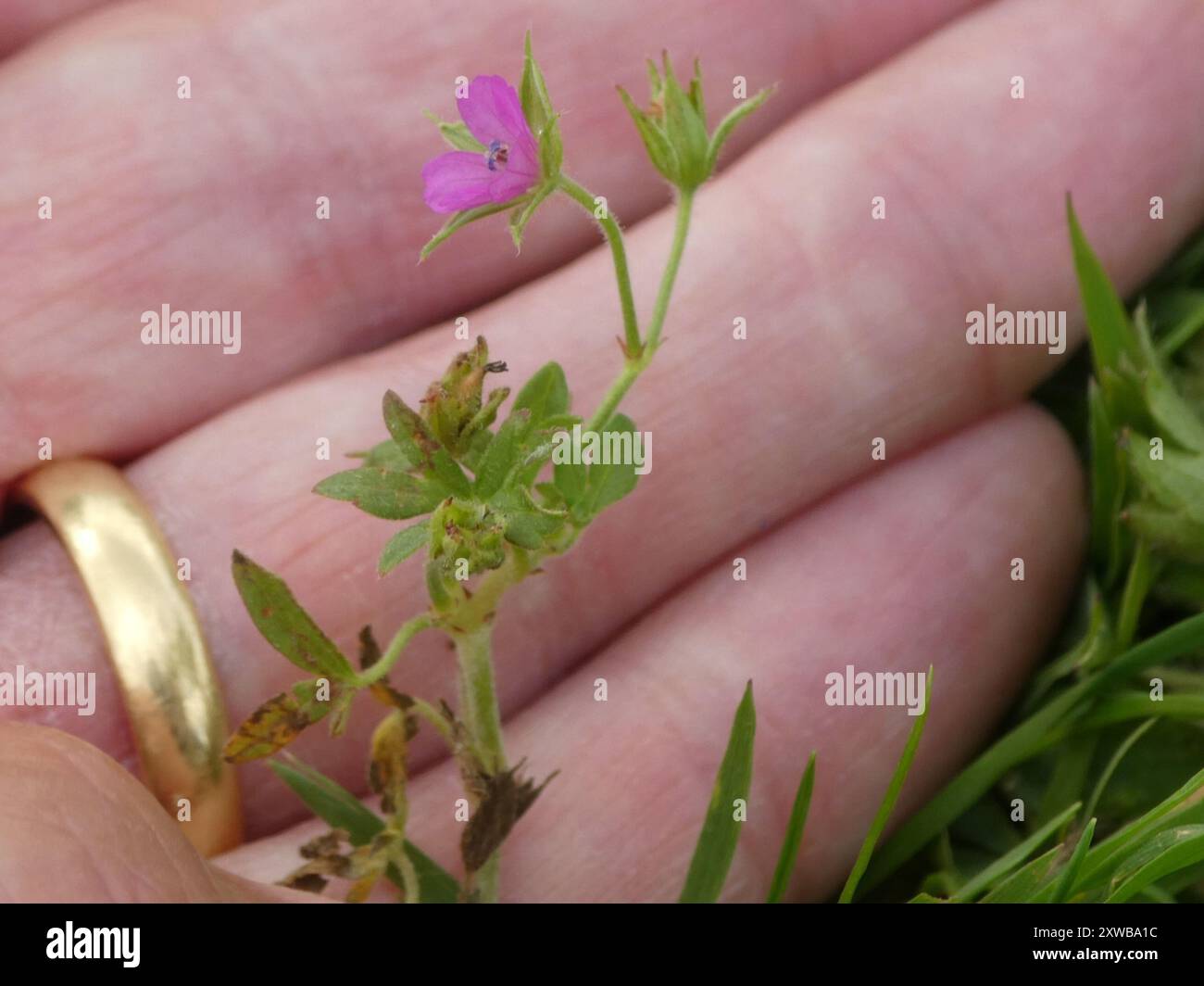 Cut-leaved crane's-bill (Geranium dissectum) Plantae Stock Photo - Alamy