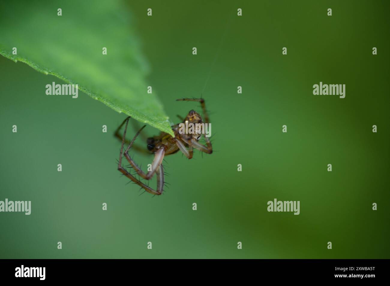 Spiders (Araneae) Arachnida Stock Photo - Alamy
