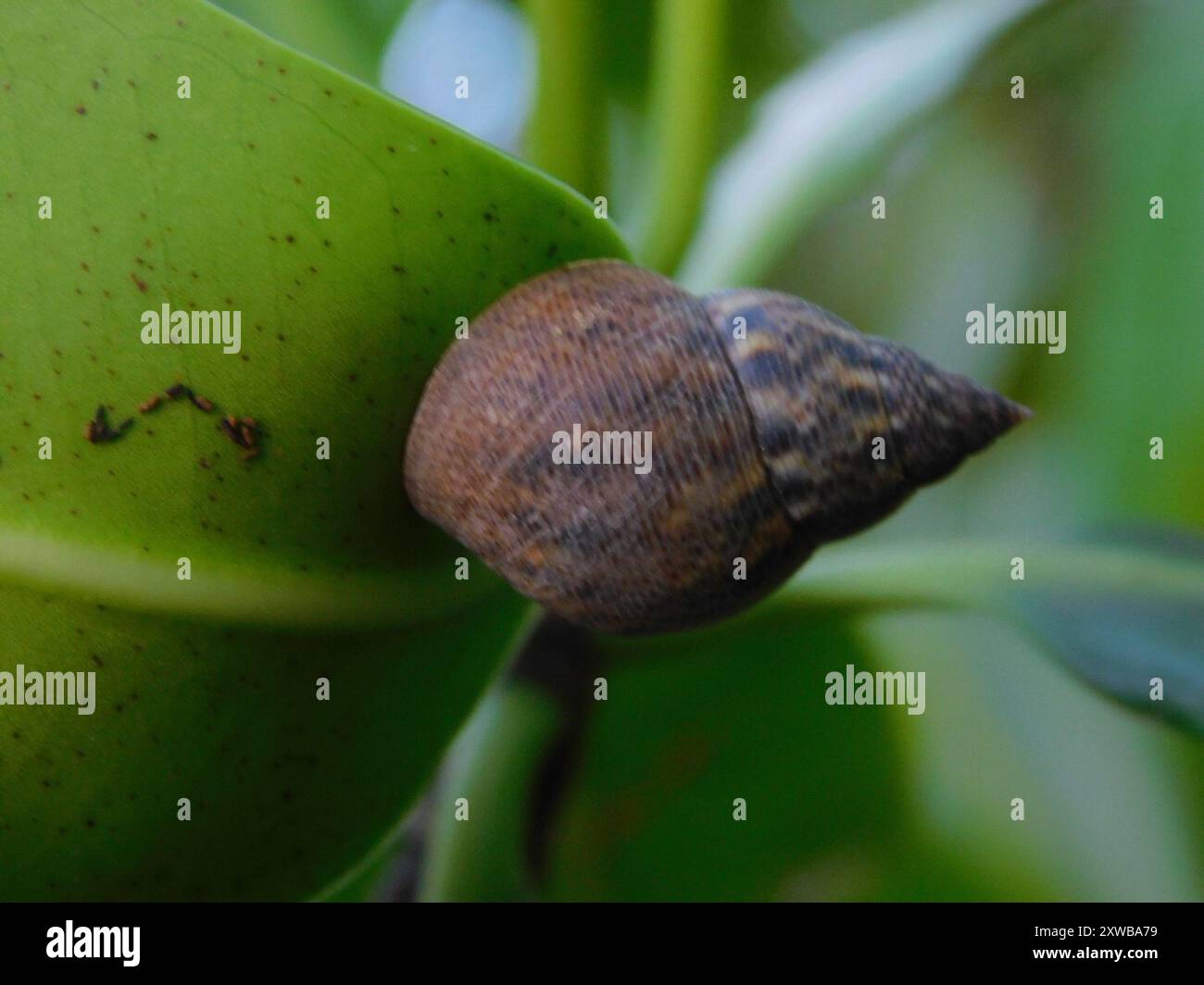Mangrove Periwinkle (Littoraria angulifera) Mollusca Stock Photo - Alamy