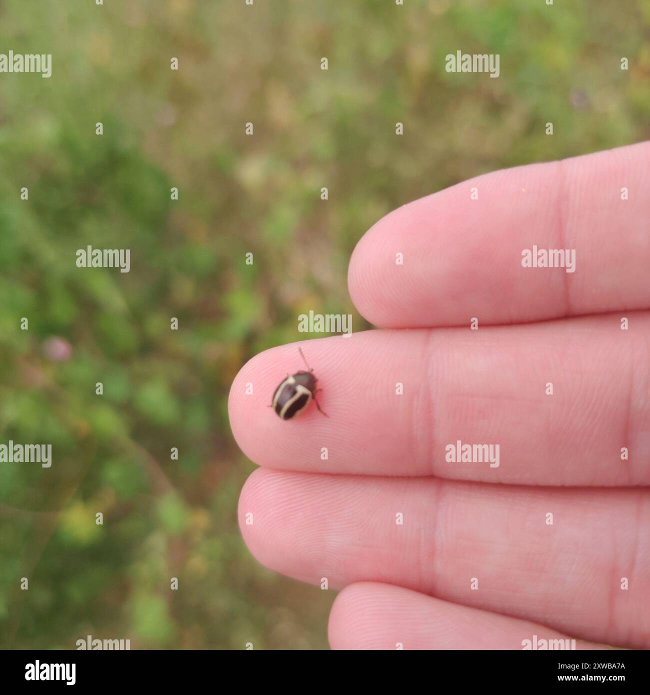 Ragweed Leaf Beetle (Calligrapha suturalis) Insecta Stock Photo - Alamy