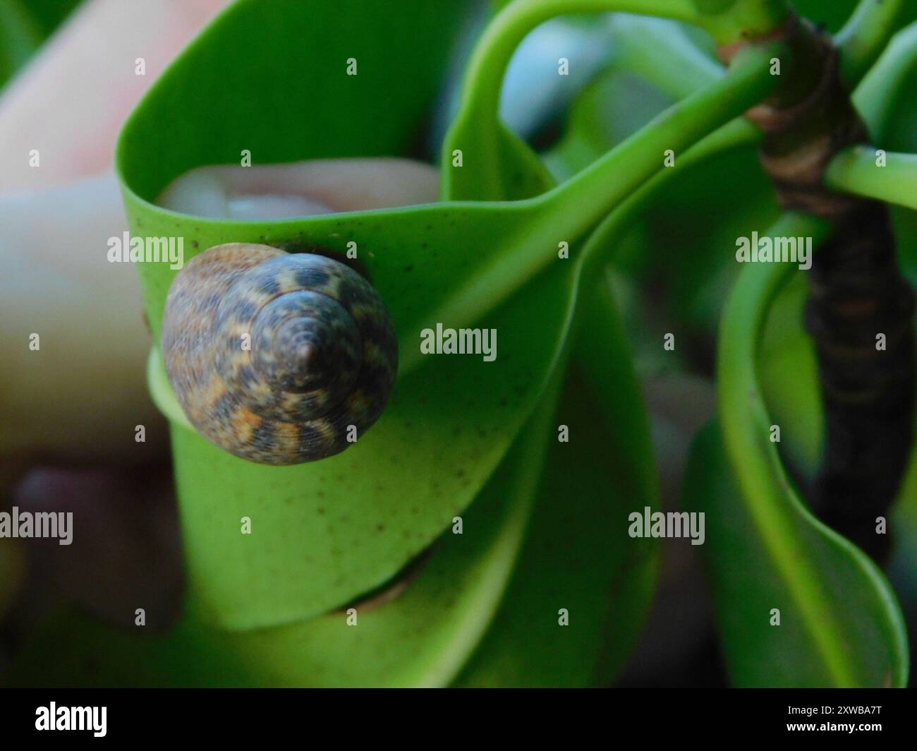 Mangrove Periwinkle (Littoraria angulifera) Mollusca Stock Photo - Alamy
