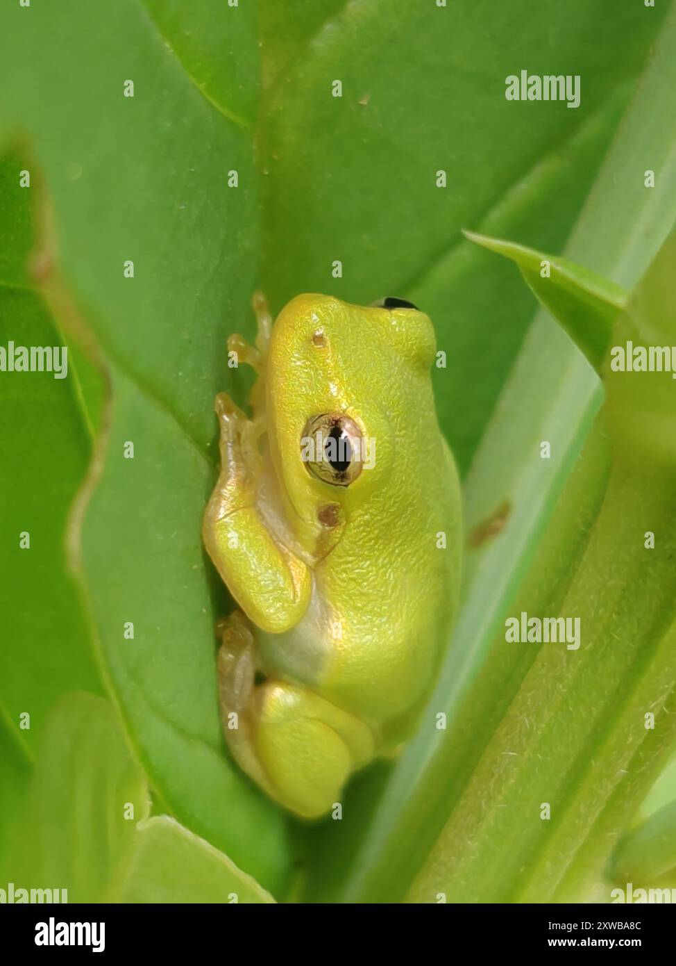 Squirrel Treefrog (Hyla squirella) Amphibia Stock Photo - Alamy