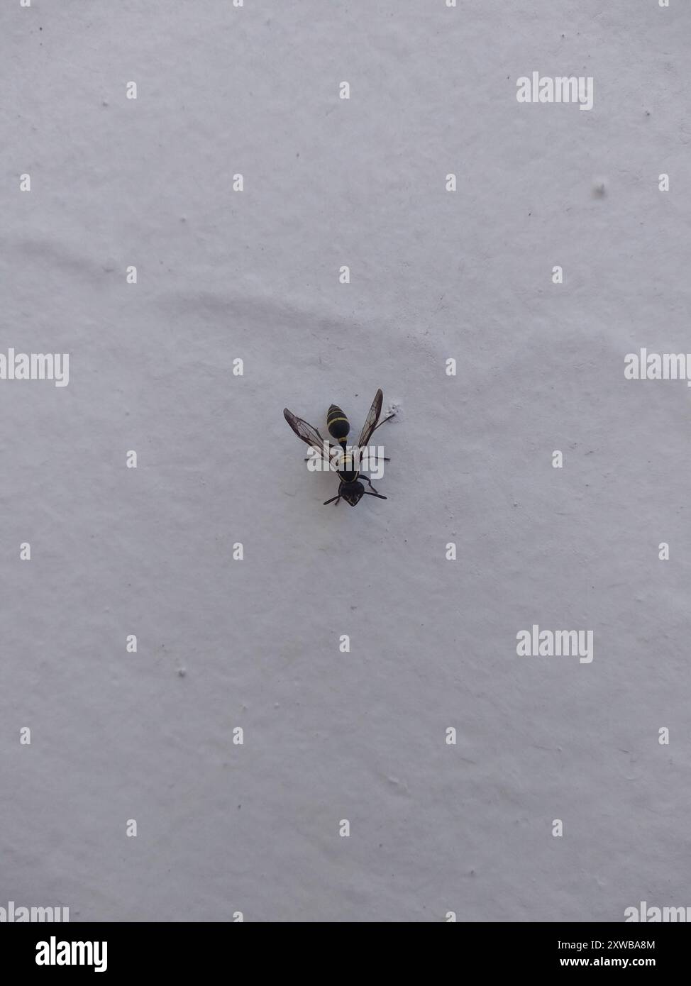 Paper Wasps (Polistinae) Insecta Stock Photo - Alamy