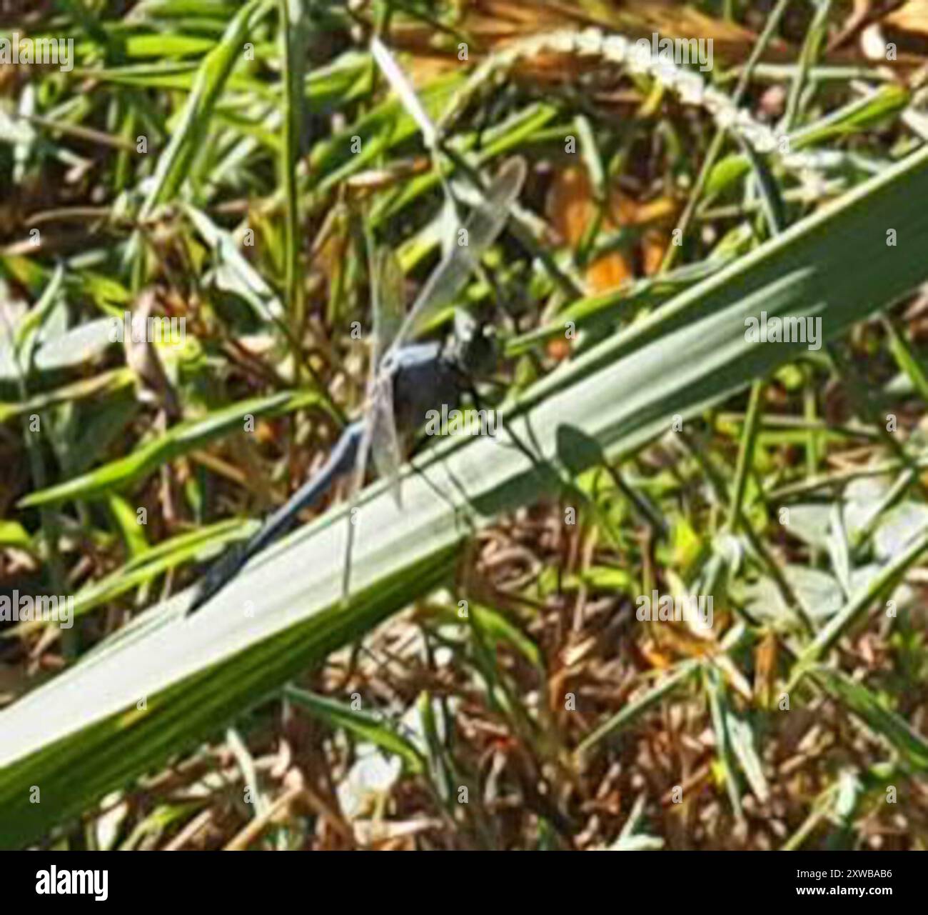 Great Blue Skimmer (Libellula vibrans) Insecta Stock Photo - Alamy