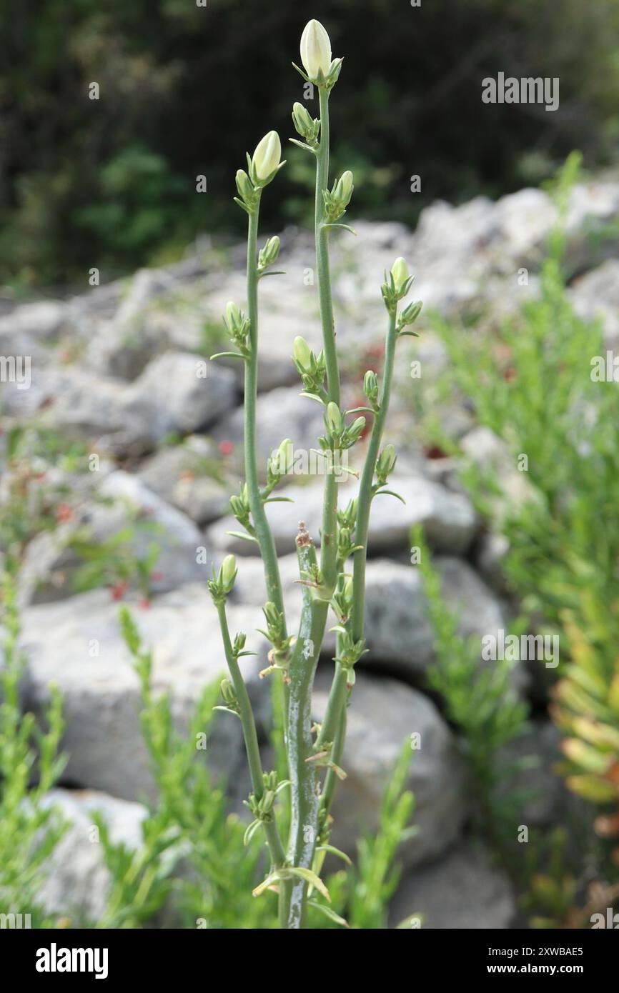 Campanula pyramidalis hi-res stock photography and images - Alamy