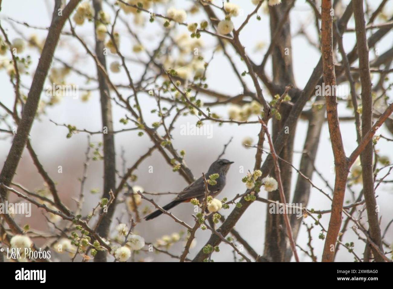 Chestnut vented hi-res stock photography and images - Alamy