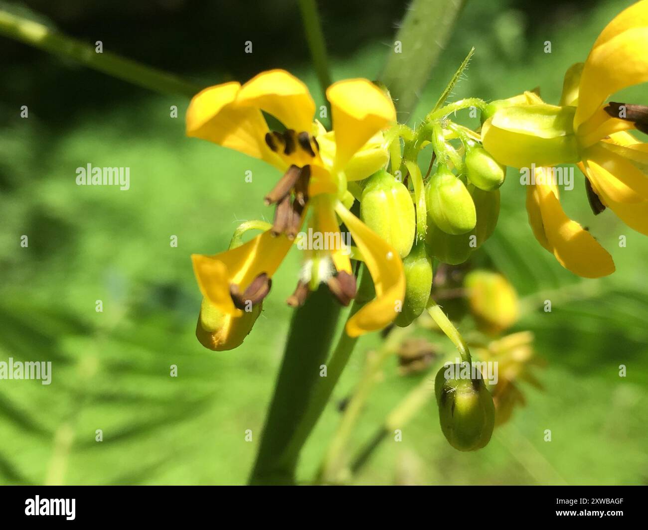 American senna (Senna hebecarpa) Plantae Stock Photo - Alamy