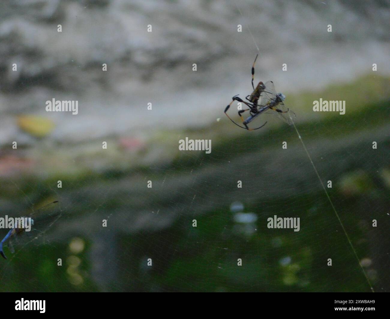 Golden Silk Spider (Trichonephila clavipes) Arachnida Stock Photo - Alamy