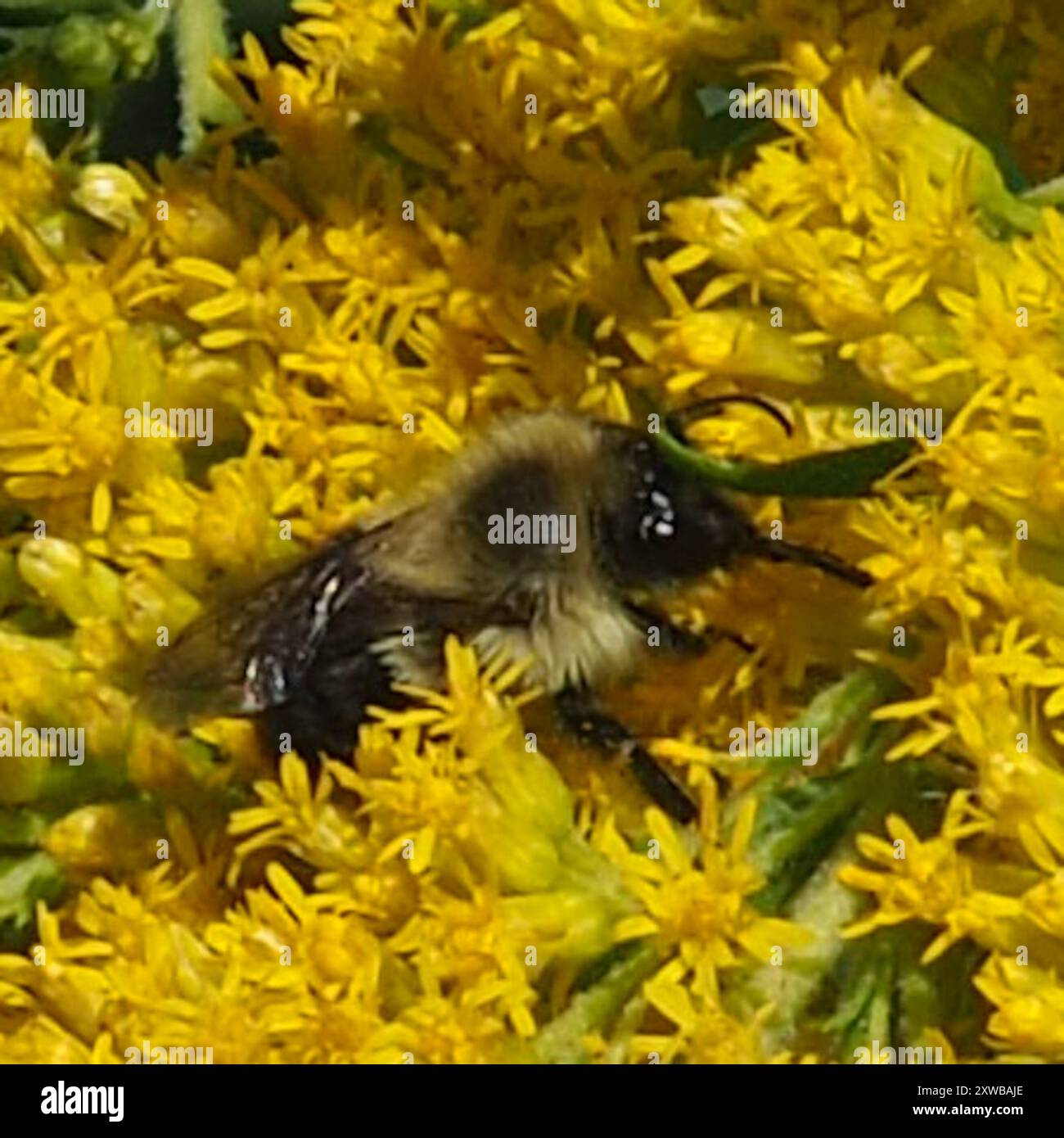 Common Eastern Bumble Bee (Bombus impatiens) Insecta Stock Photo - Alamy
