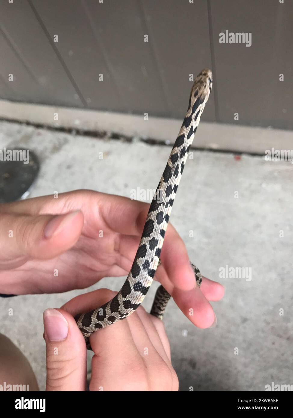 Eastern Foxsnake (Pantherophis vulpinus) Reptilia Stock Photo - Alamy