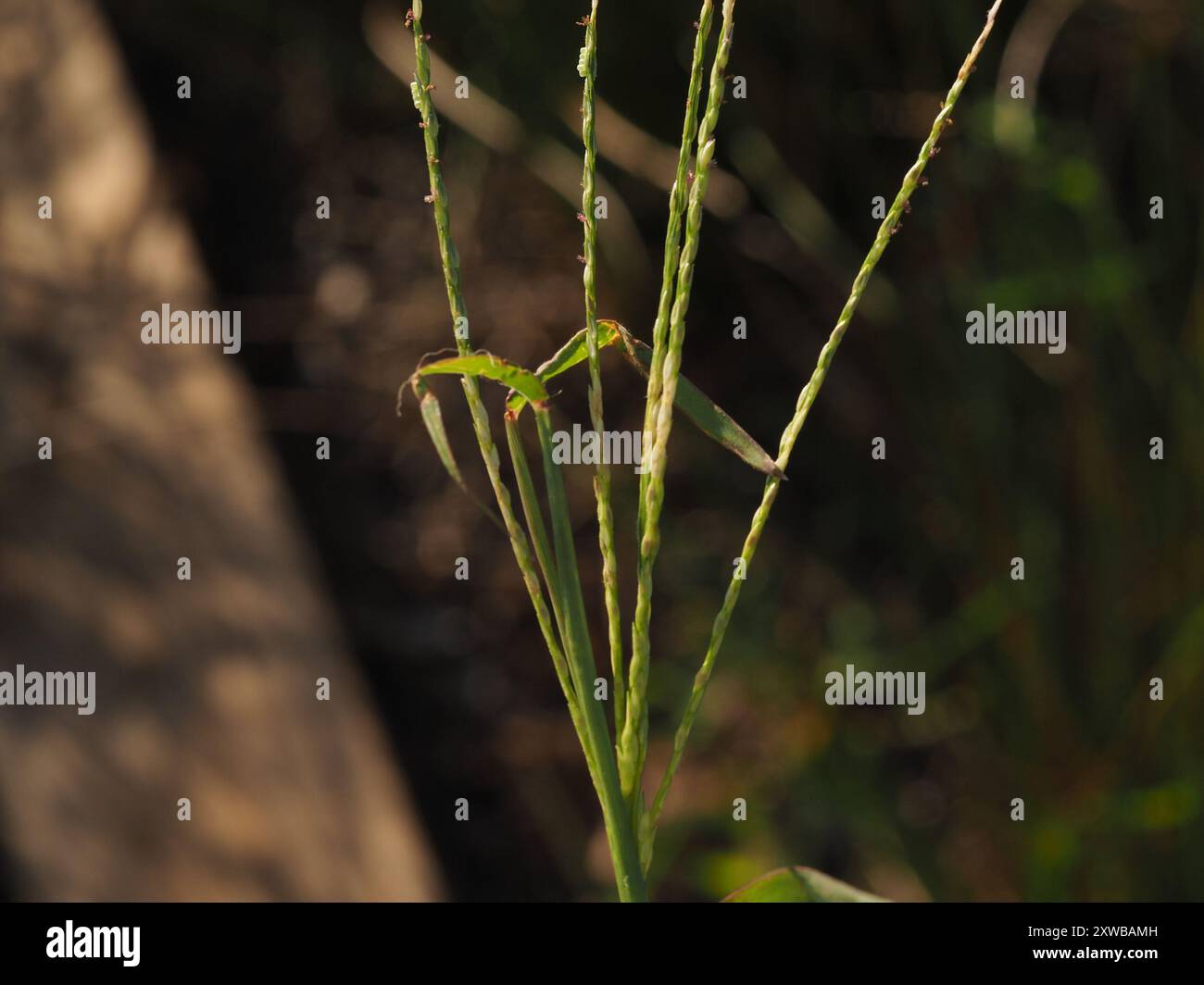 Hairy Crabgrass (Digitaria sanguinalis) Plantae Stock Photo - Alamy