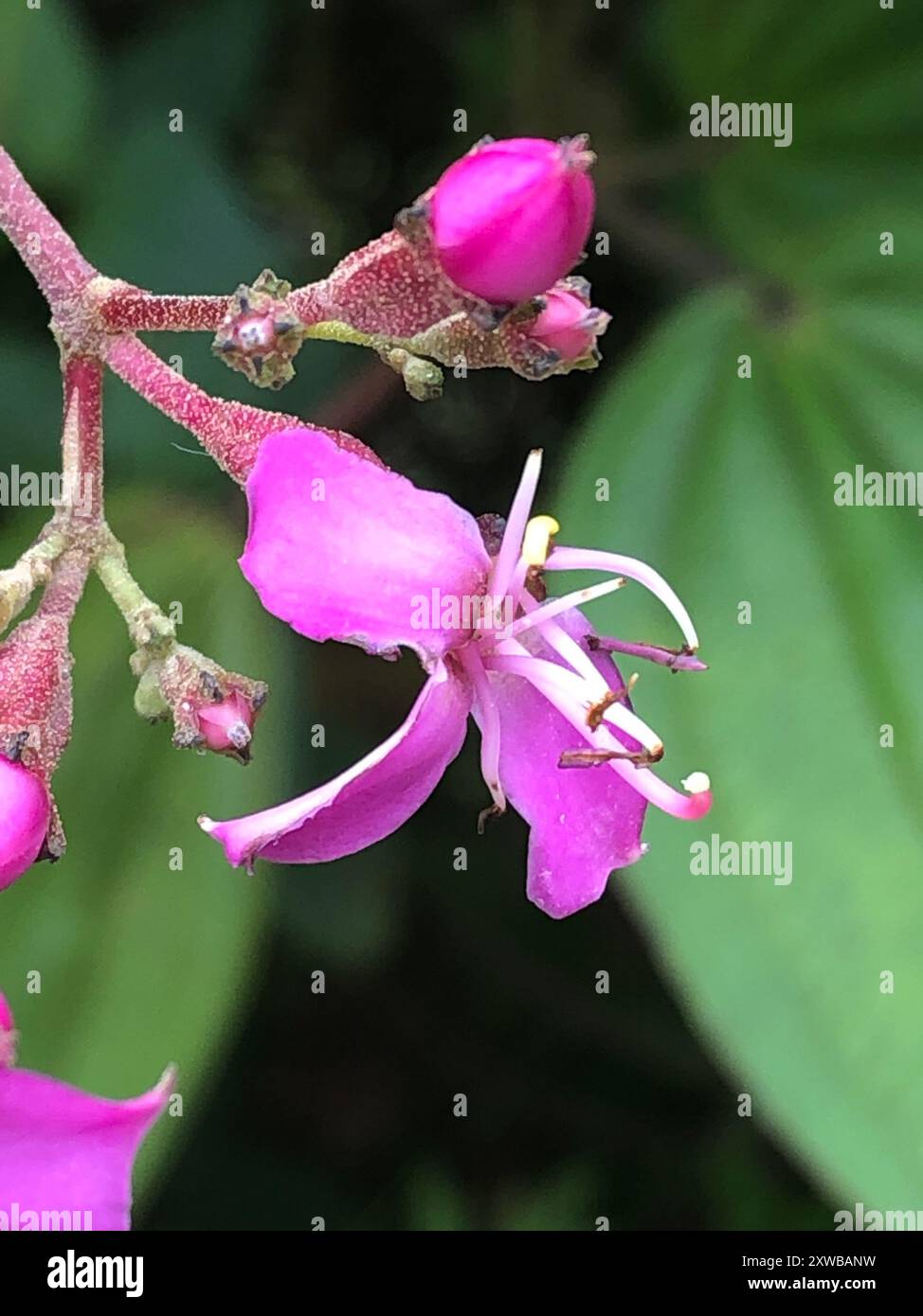 Bristletips (Oxyspora paniculata) Plantae Stock Photo - Alamy