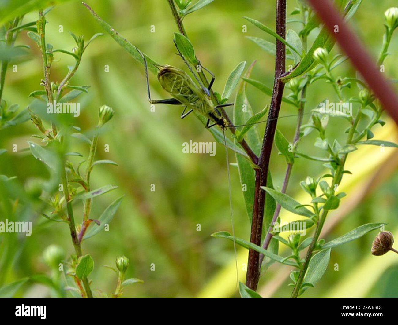 Common Tree Crickets (Oecanthus) Insecta Stock Photo - Alamy