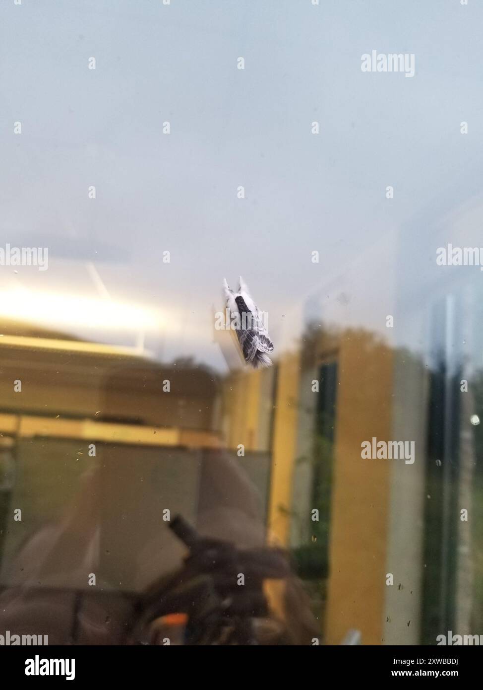 Large Tolype Moth (Tolype velleda) Insecta Stock Photo - Alamy