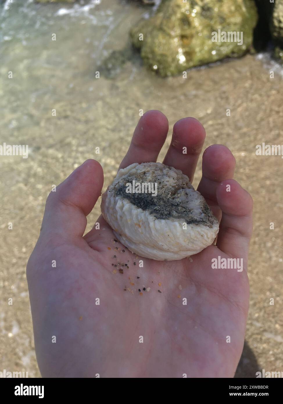 Jewel boxes (Chamidae) Mollusca Stock Photo - Alamy