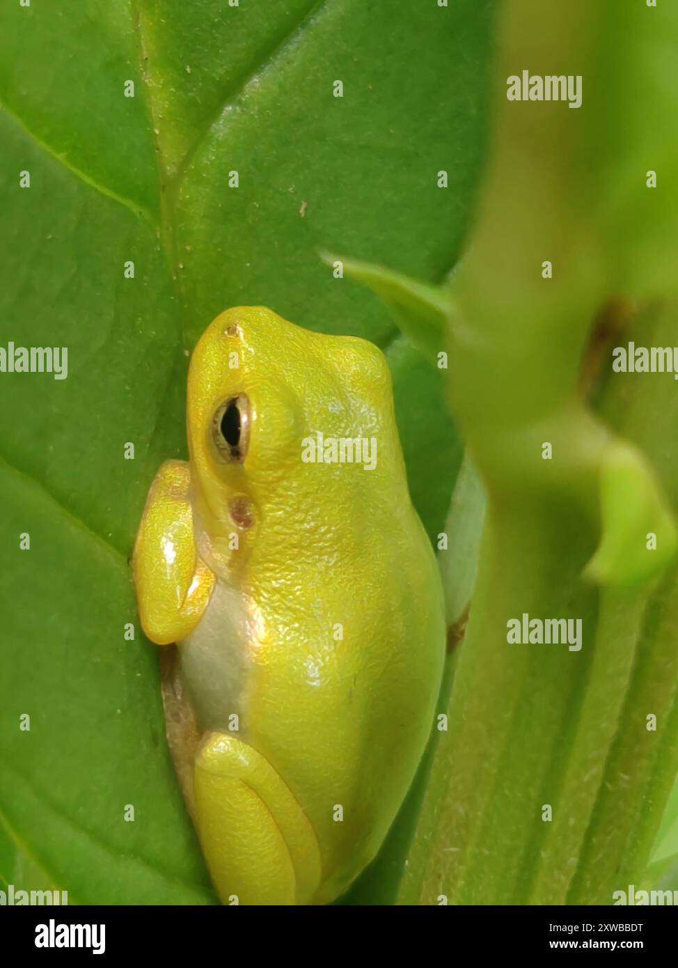 Squirrel Treefrog (Hyla squirella) Amphibia Stock Photo - Alamy