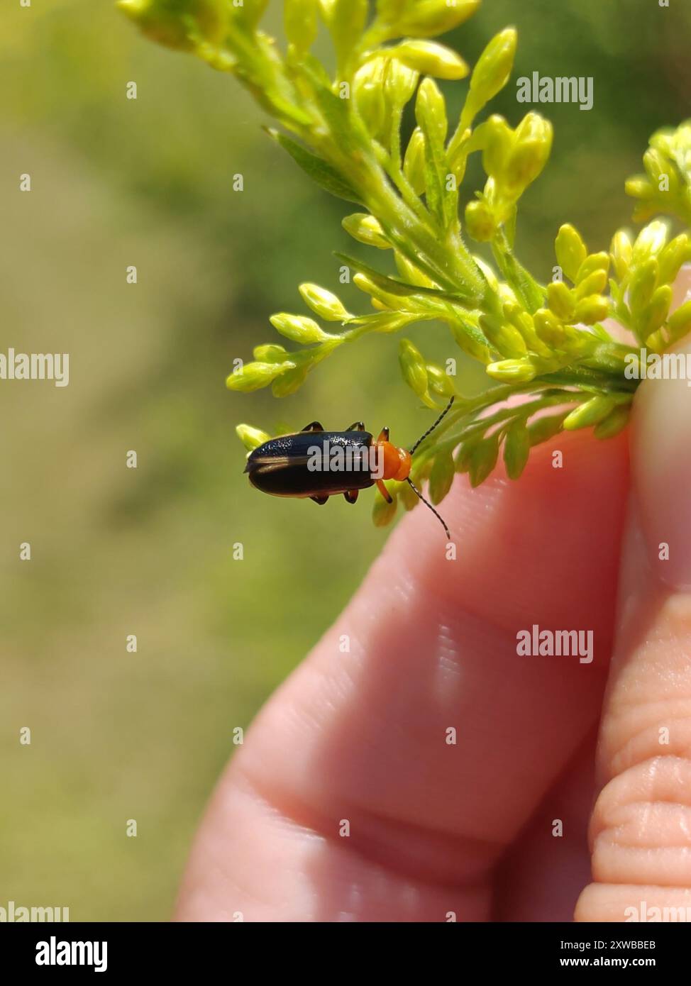 Orange Blister Beetle (Zonitis vittigera) Insecta Stock Photo - Alamy