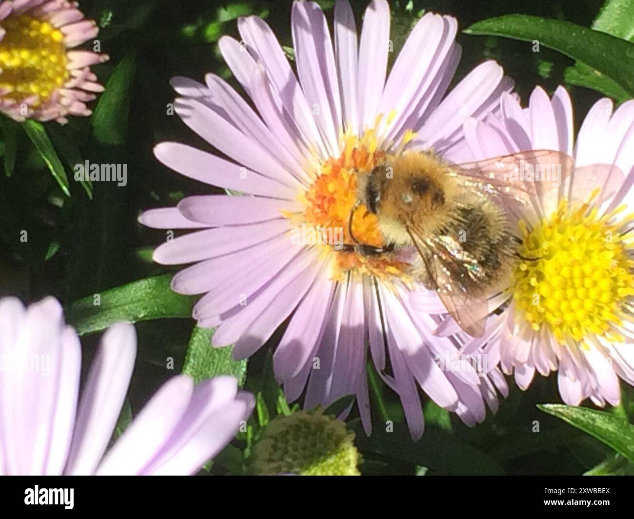 Common Carder Bumble Bee (Bombus pascuorum) Insecta Stock Photo - Alamy